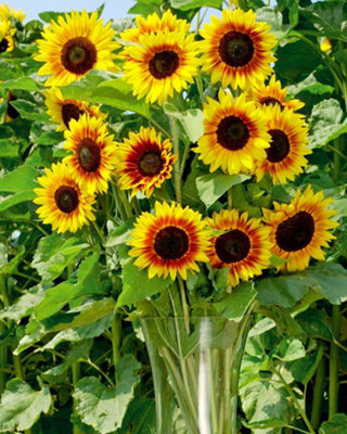 Sunflower Solar Power F1 - Striking Blooms Easy Grow Garden Pots ...