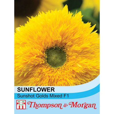 Sunflower Sunshot Golds Mixed F1 Hybrid 1 Packet (10 Seeds) | DIY at B&Q