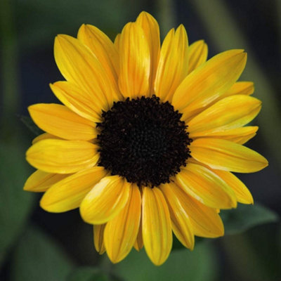 Sunflower Tanja F1 1 Packet (10 Seeds)