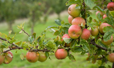 Sunset Apple (Malus) Tree - 7Ltr Potted