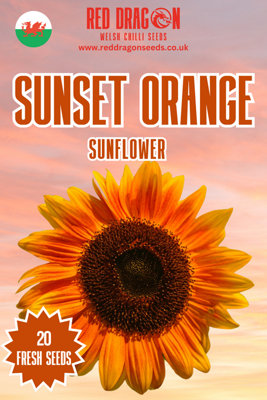 Sunset Orange Sunflower Seeds - 20 Fresh Seeds
