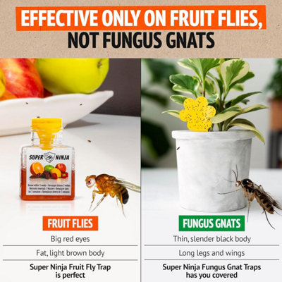Super Ninja Fruit Fly Trap - 4 Traps - Highly Effective Ecological ...
