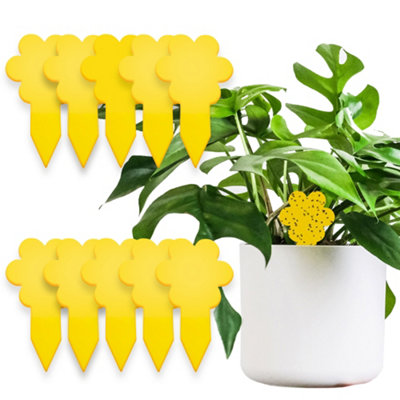 Super Ninja Fungus Gnat Killer - 10 Traps - Highly Effective and ...