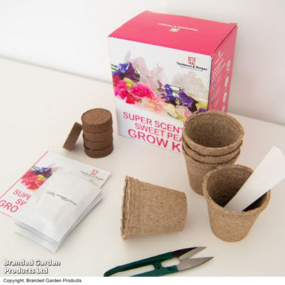 Super Scented Sweet Pea Growing Kit