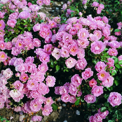 Surrey Rose Bush Pink Flowering Roses Ground Cover Rose 4L Pot | DIY at B&Q