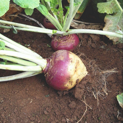 Swede Tweed F1 Hybrid Vegetable Seeds - Hardy Winter Root Crop Sweet ...