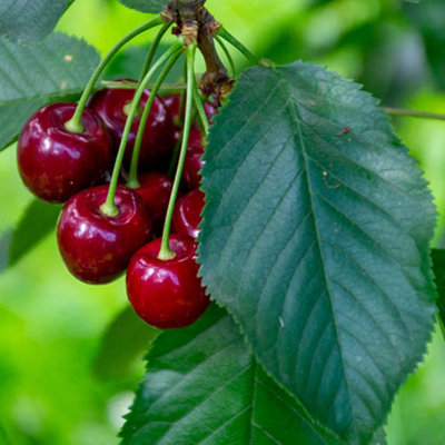 Sweet Cherry 'Regina' Patio Fruit Tree in a 5L Pot 90-110cm Tall | DIY ...