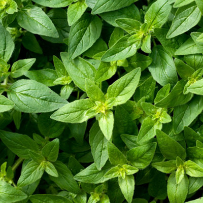 Sweet Marjoram - Origanum Majorana Outdoor Herb Plant for UK Gardens ...