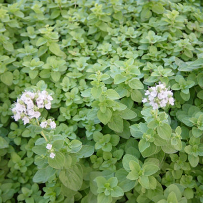Sweet Marjoram - Origanum Majorana Outdoor Herb Plant for UK Gardens ...