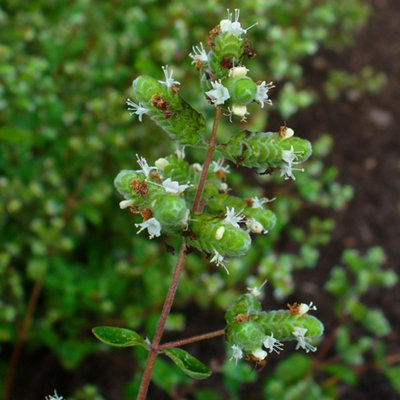 Sweet Marjoram - Origanum Majorana Outdoor Herb Plant for UK Gardens ...