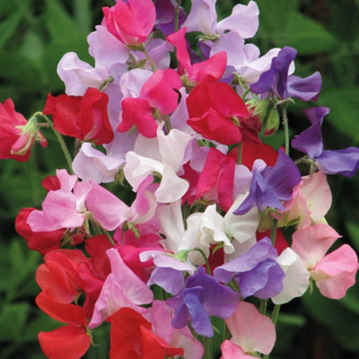 Sweet Pea Early Mammoth Mixed 1 Seed Packet