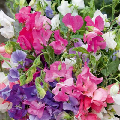 Sweet Pea Flower Seeds Heaven Scent Mixed - Giant Waved Multi Colour 40 ...