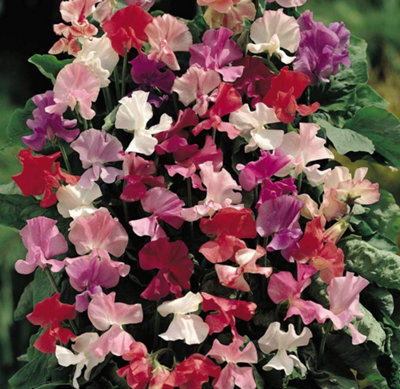 Sweet Pea Fragrantissima 1 Seed Packet (30 Seeds)