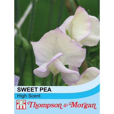 Sweet Pea Hi-Scent 1 Seed Packet