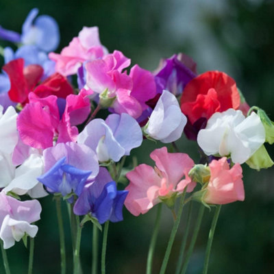 Sweet Pea Old Fashioned Ladies 1 Seed Packet (20 Seeds)