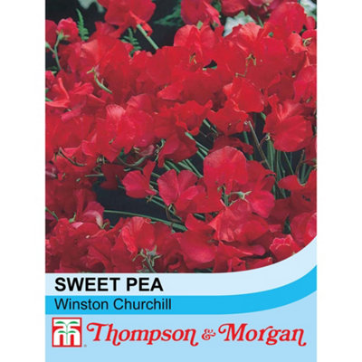 Sweet Pea Winston Churchill 1 Seed Packet (22 Seeds)