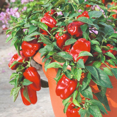 Sweet Red F1 Pepper Easy Grow High Yield Disease Resistant Gourmet ...