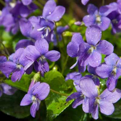 Sweet Violet Herb - Hardy Semi-Evergreen Garden Cooking Culinary Plant ...