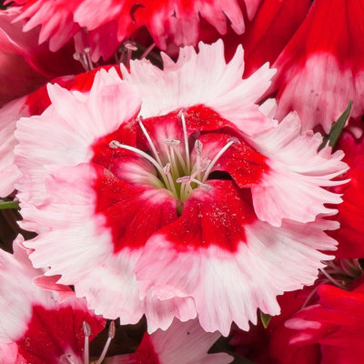 Sweet William Dianthus Strawberry Parfait Bedding Plants 2 x 6 Pack ...
