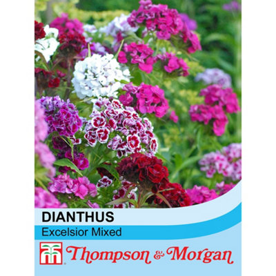 Sweet William Excelsior Mixed 1 Packet (300 Seeds)