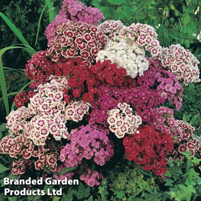 Sweet William Excelsior Mixed 1 Seed Packet (250 Seeds) | DIY at B&Q