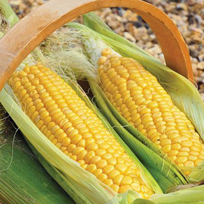 Sweetcorn Golden Gate 1 Seed Packet | DIY at B&Q