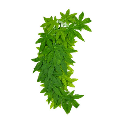 Swell Reptiles Trailing Abutilon 50cm