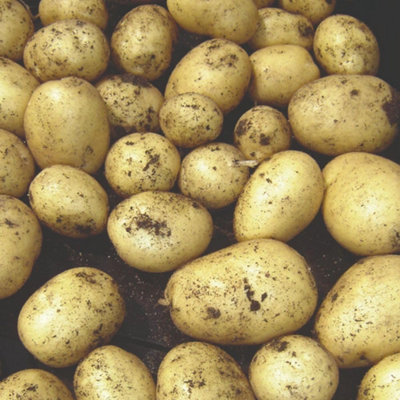 Swift Seed Potatoes - First Early Heavy Crops of Baby New Potatoes ...
