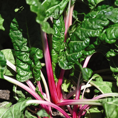 Swiss Chard Peppermint 1 Seed Packet