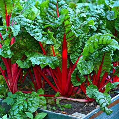 Swiss Chard 'Ruby Red' - Premium Vegetable Seeds 150 Seeds for Indoor and Outdoor Growing