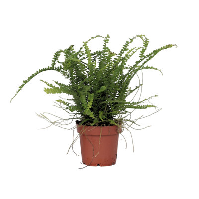 Sword fern - Nephrolepis Duffii - Height 25-40cm - Pot 12cm