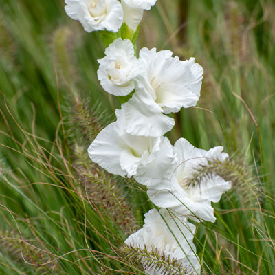Sword Lily - 60 pcs. - Gladiolus Mix - Flower Bulbs