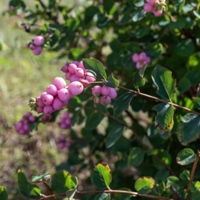 Symphoricarpos Magic Berry - Hardy Pink Berry Shrub 40-60cm Bare Root