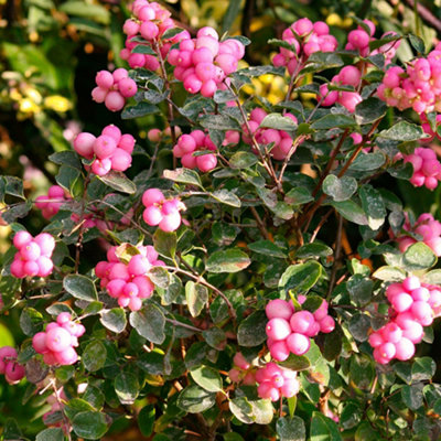 Symphoricarpos Magical Candy Garden Plant - Stunning Pink Berries ...