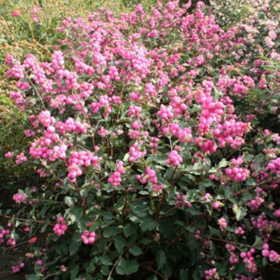 Symphoricarpos Magical Candy Pink Flowering Shrub with Berries Hardy ...