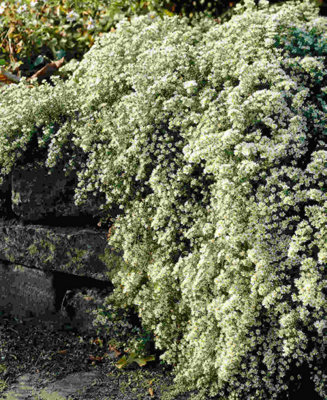Symphyotrichum ( Aster ) Snow Flurry - Groundcover Aster 3 x 9cm pots