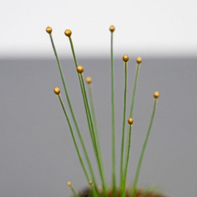 Syngonanthus Mikado Indoor Plant in 9cm Pot - Unique Mikado Plant with ...