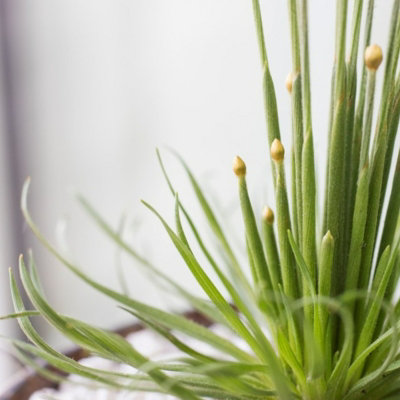 Syngonanthus Mikado Indoor Plant in 9cm Pot - Unique Mikado Plant with ...