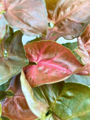 Syngonium Maria - Arrowhead Vine - 10-15cm in Height Inc Pot - Mini ...