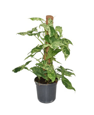 Syngonium Mottled, 16cm Pot Size, 75cm Tall, Arrowhead, Indoor Houseplant