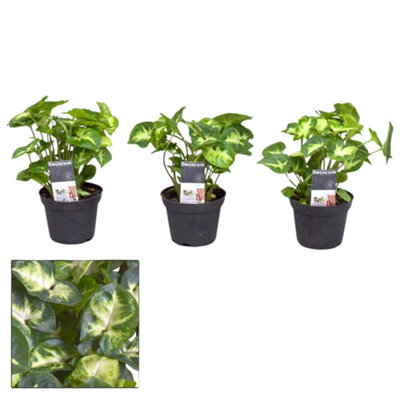Syngonium Pixie, 7cm Pot Size, 15cm Tall, Arrowhead, Indoor Houseplant