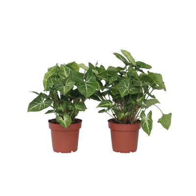 Syngonium Pixie - Set of 2 - Arrowhead Plant - Height 25-40cm - Pot 12cm