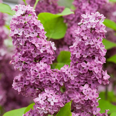 Syringa Andenken an Ludwig Spath Tree - Scented Lilac-Purple Flowers ...