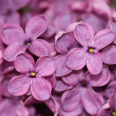 Syringa Andenken an Ludwig Spath Tree - Scented Lilac-Purple Flowers ...