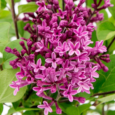 SYRINGA BLOOMERANG DARK PURPLE IN 13CM POT