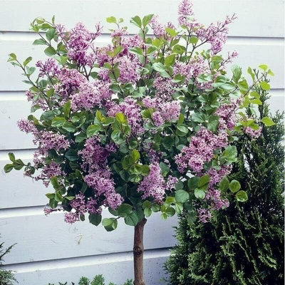 Dwarf korean lilac tree store