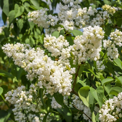 Syringa Madame Lemoine, White Lilac Tree for UK Gardens (5-6ft Height ...