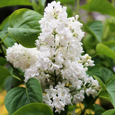Syringa Madame Lemoine, White Lilac Tree for UK Gardens (5-6ft Height ...