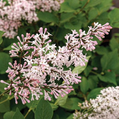 Syringa patula Violet Uprising Fragrant Upright Shrub with Large Violet ...