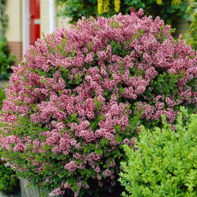 Syringa Red Pixie - Dwarf Korean Scented Lilac Bush in 9cm Pot ...